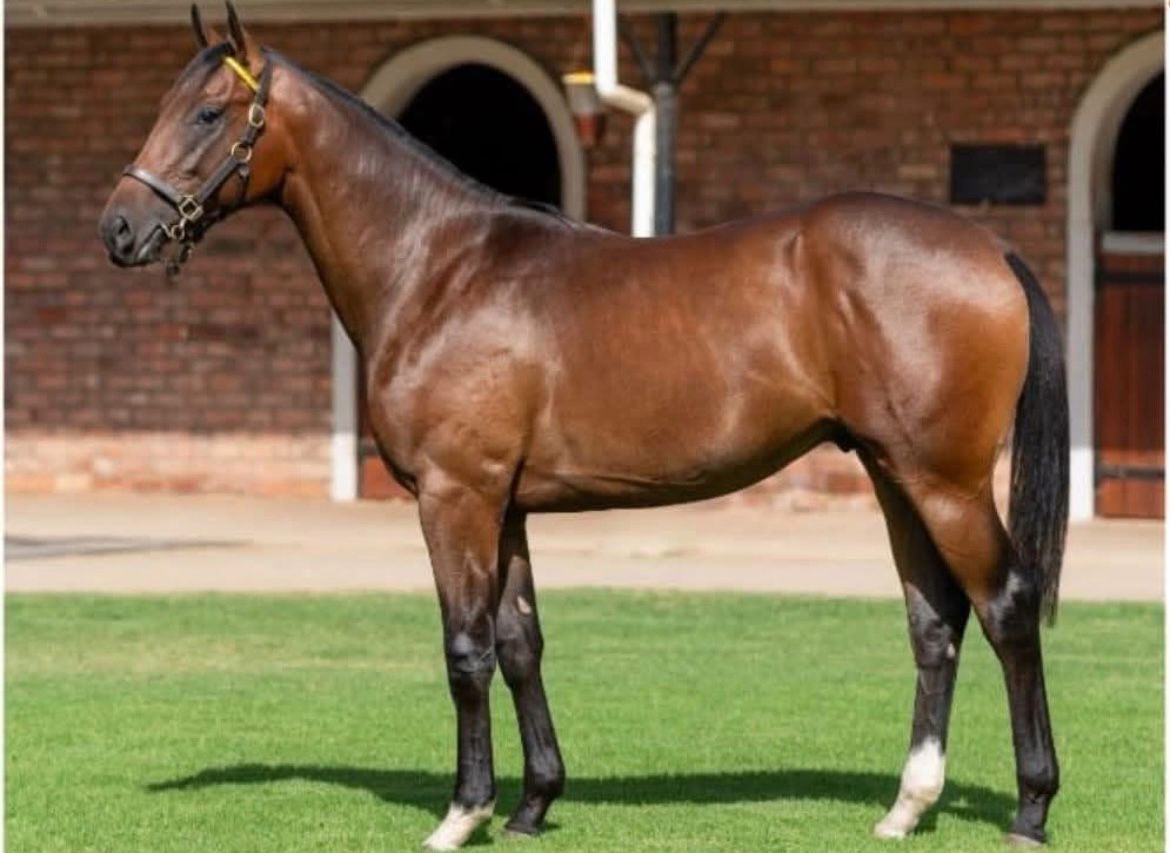 Mootien Stables - Elite Horse Racing in Mauritius